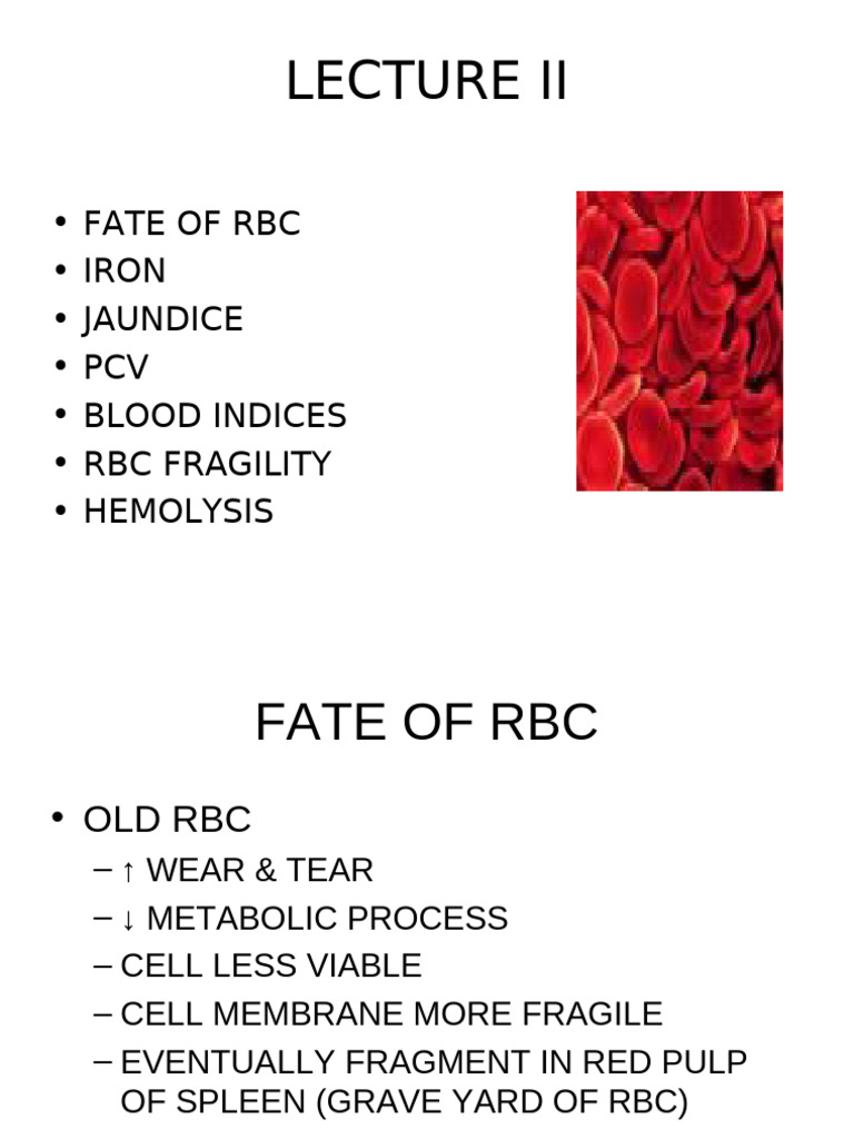 LECTURE II-fate of RBC | PDF | Red Blood Cell | Anemia