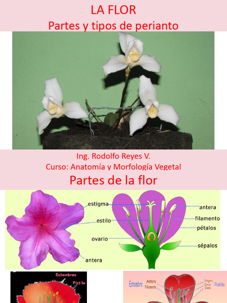 La Flor | PDF
