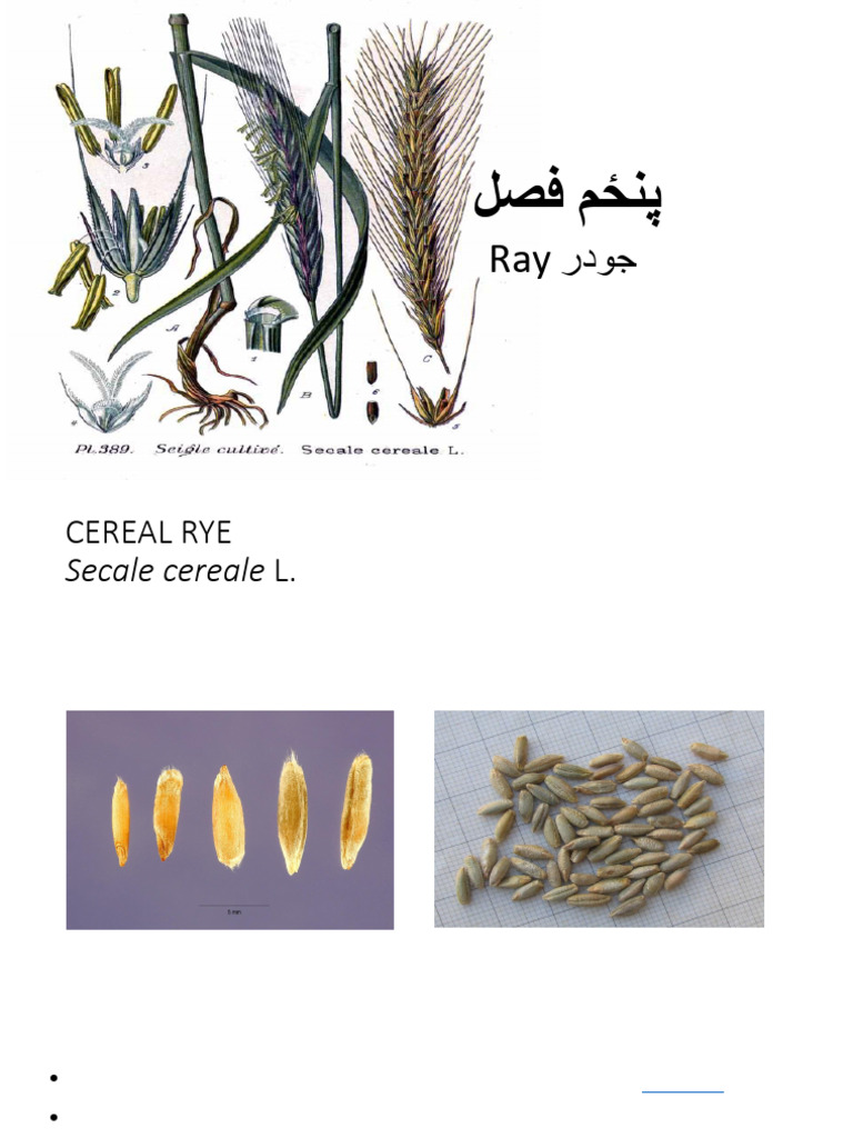Cereal Rye: Uses, Cultivation, and History | PDF | Rye | Cereals