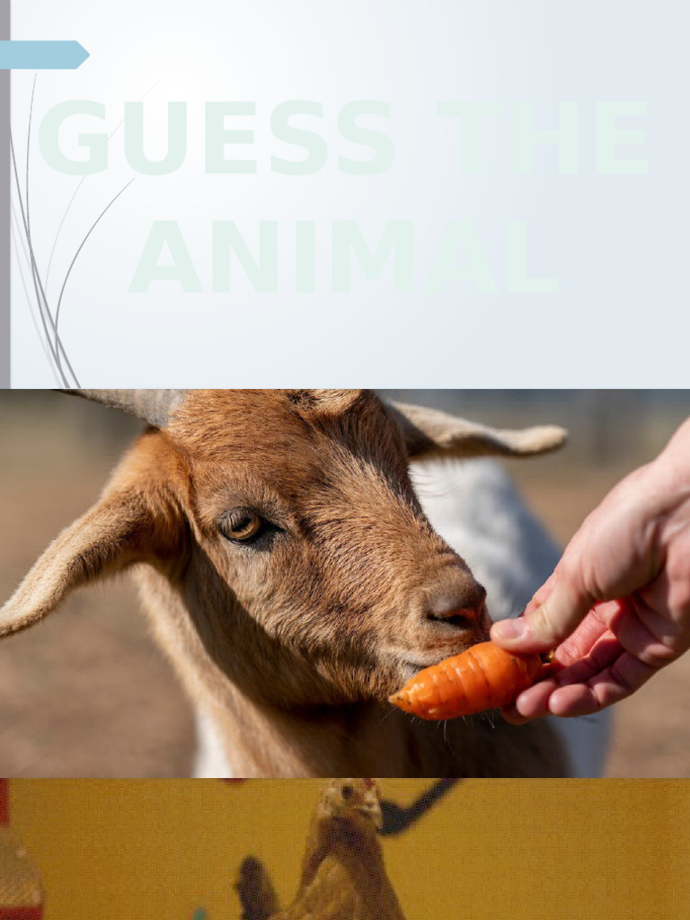 Guess The Animal Activity | PDF