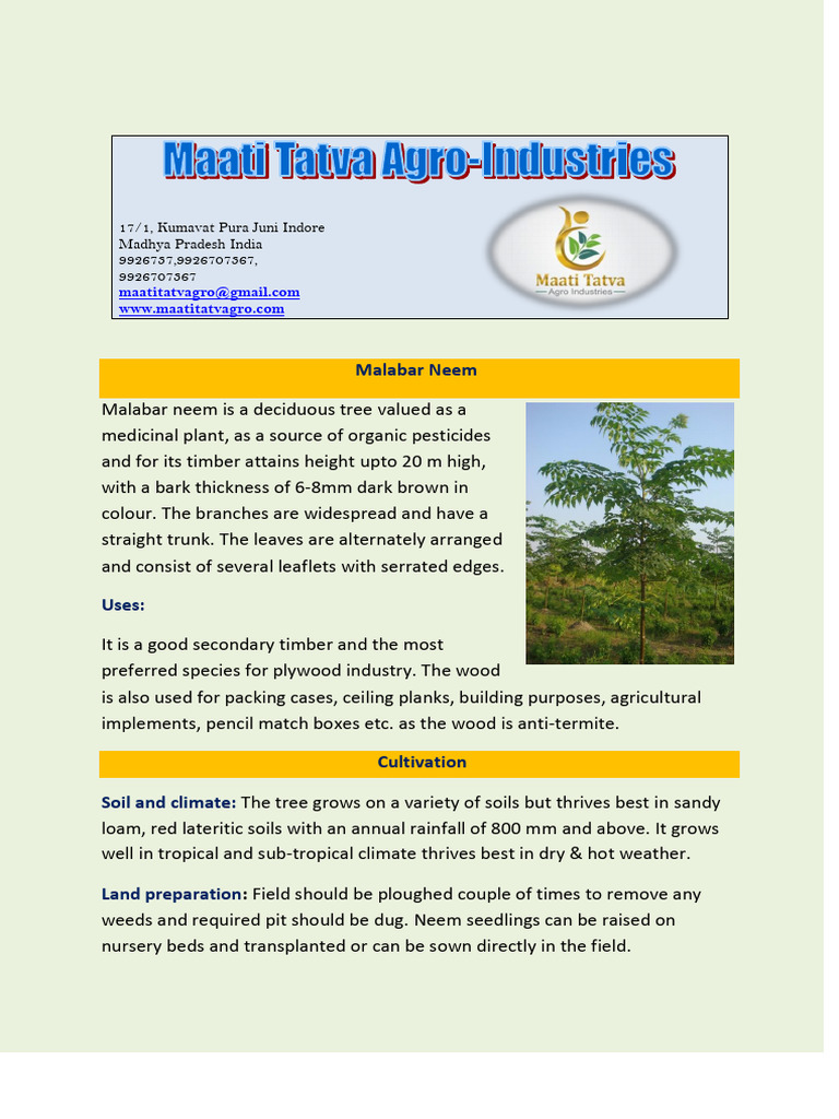 malabar-neem | PDF | Trees | Plant Nursery
