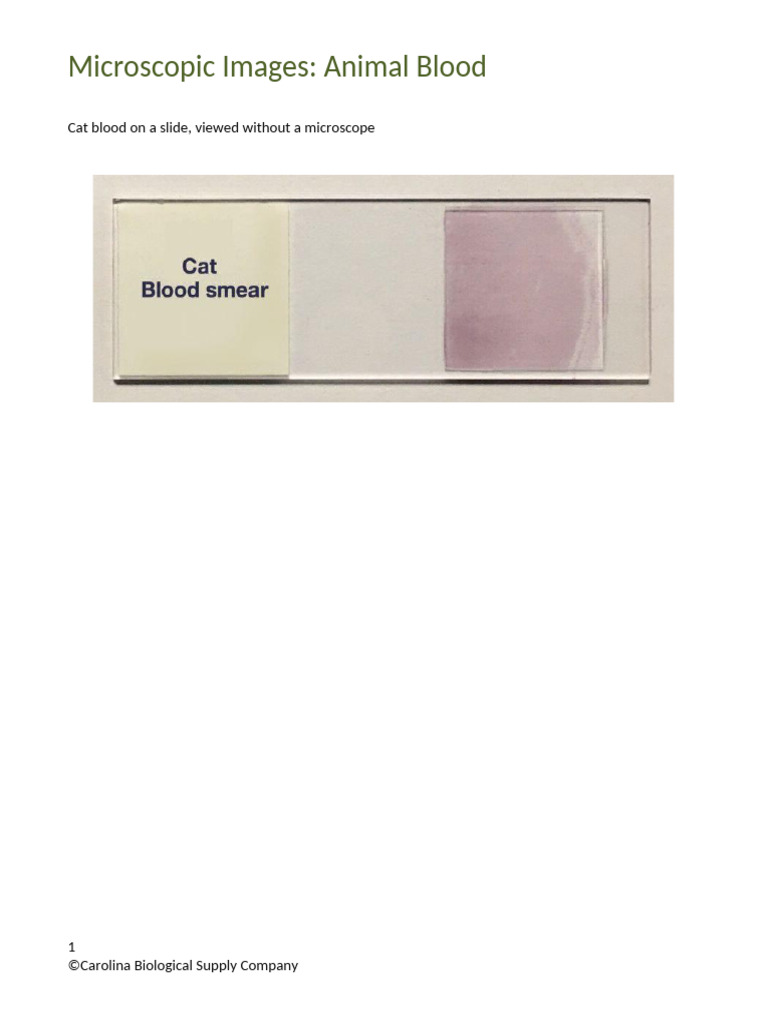 6 6 4 OSE Microscopic Images Animal Blood DOC SH | PDF