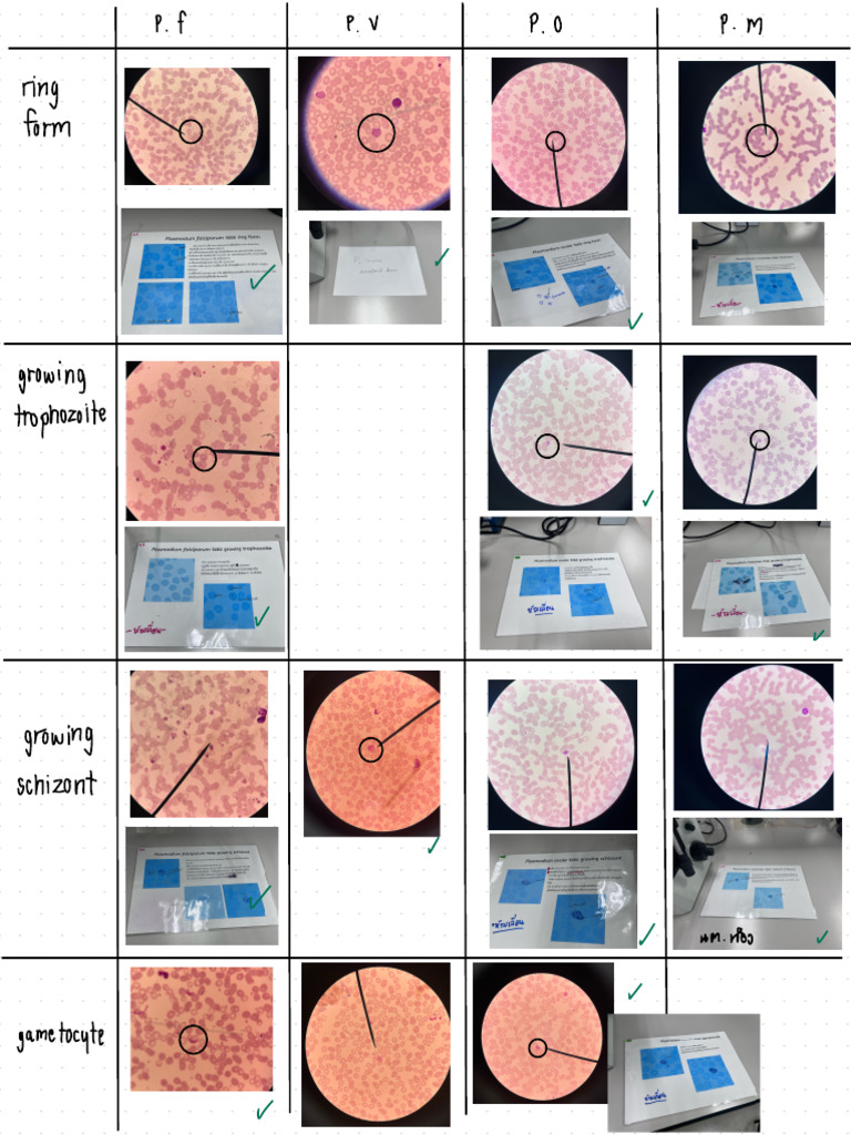 Lab 1 Ssss | PDF