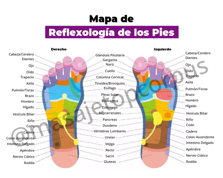 MAPA DE REFLEXOLOGÍA DE LOS PIES - Topcorpus | PDF