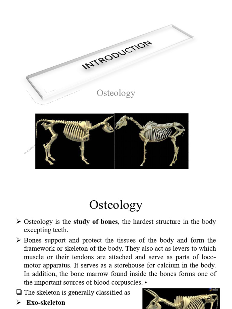 1687345265.03 16feb23 Unit 1 Classification of Skeletons | PDF
