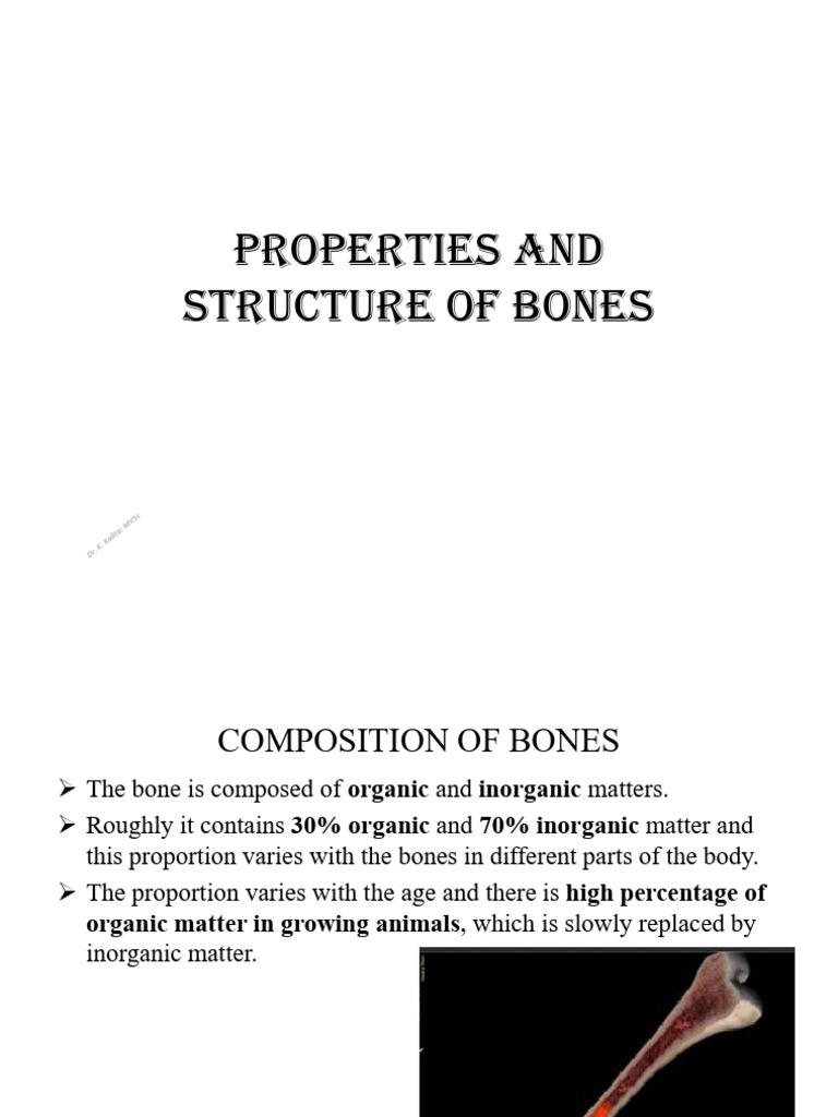 Bone Composition and Structure Explained | PDF | Bone | Bone Marrow