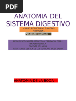 ESÒFAGO (Anatomía, Embriología, Histología y Fisiología) | PDF ...