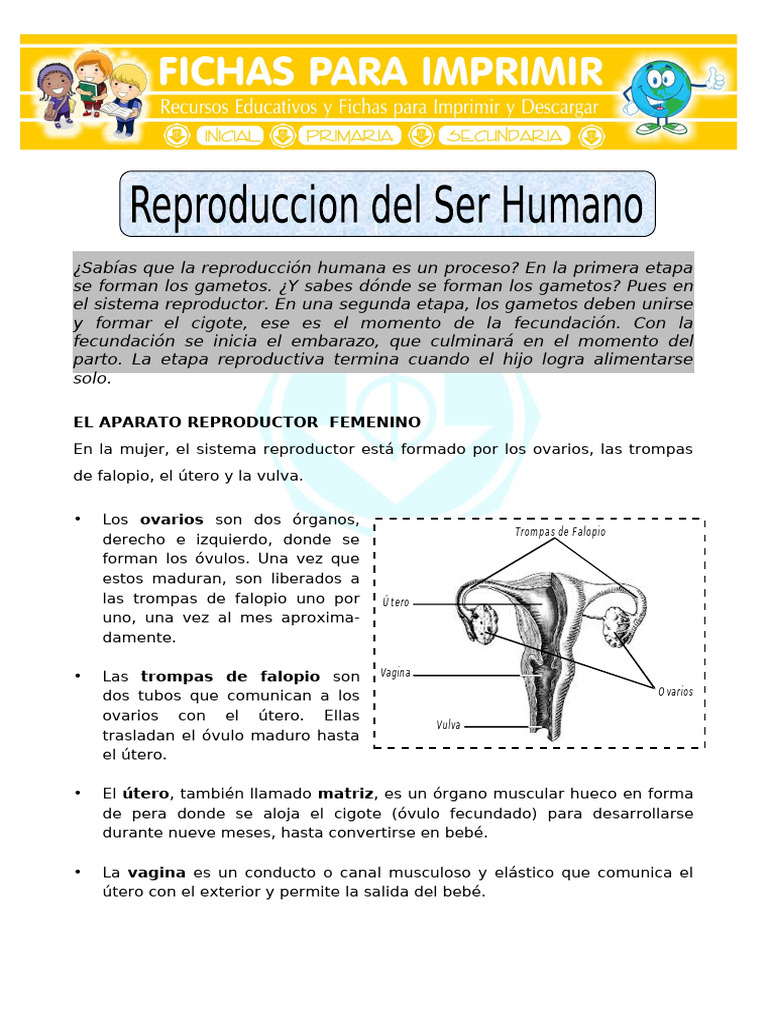 Ficha Reproduccion Del Ser Humano para Sexto de Primaria | PDF | Sistema reproductivo | Ciclo ...