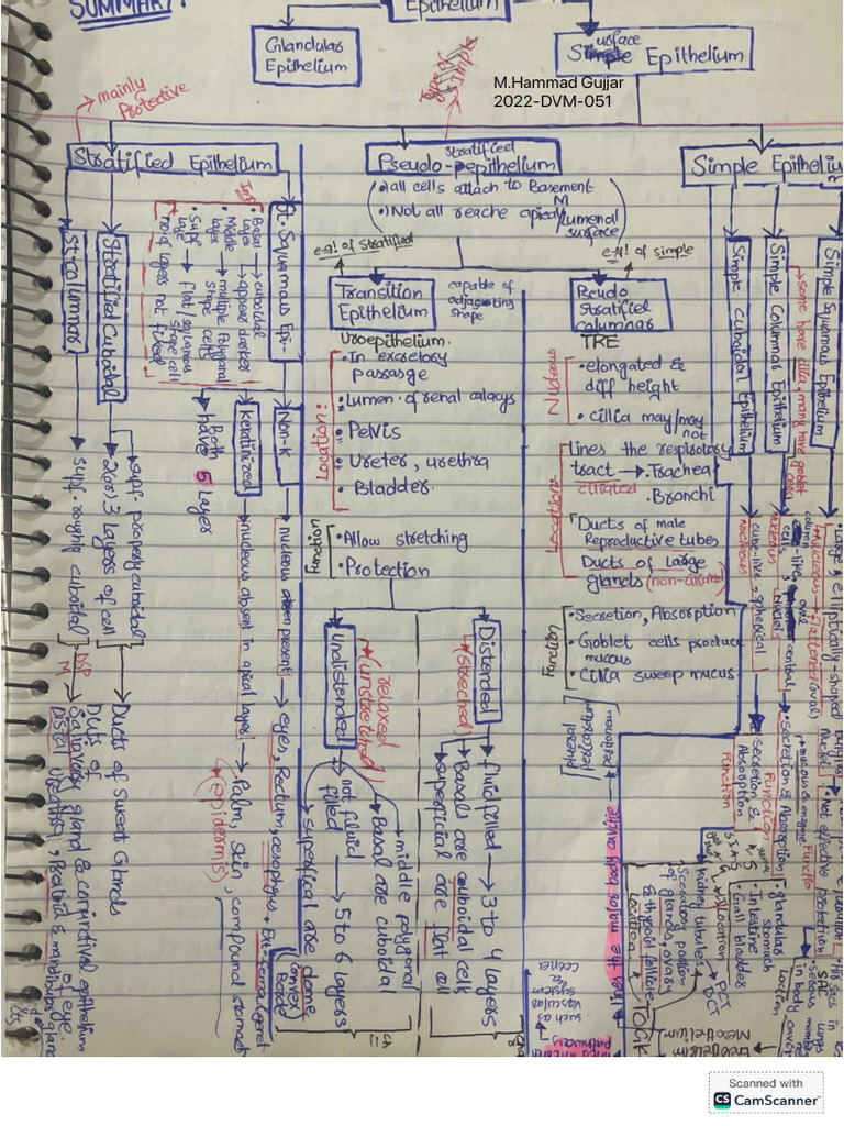 Epithelium + Layers of Tubular Organs . | PDF