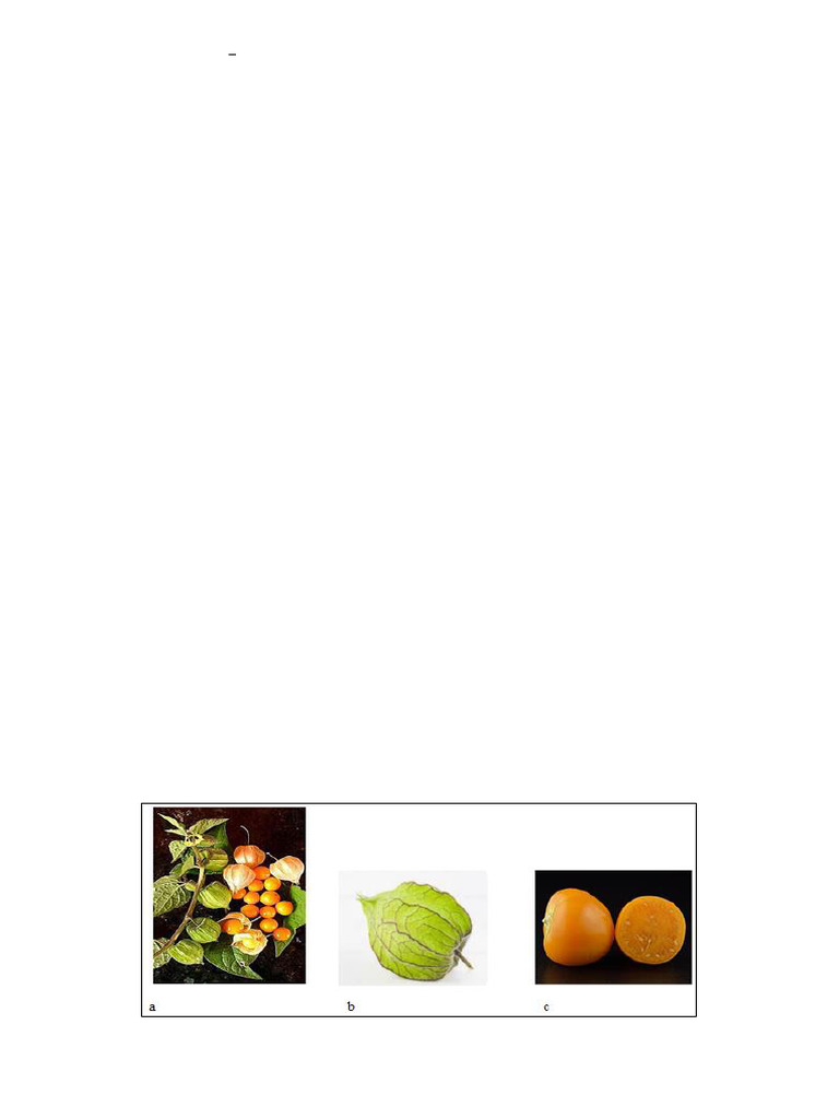 Pharmaceutical Evaluation of Physalis Peruviana From Far Western Nepal | PDF | Polyphenol | Solvent