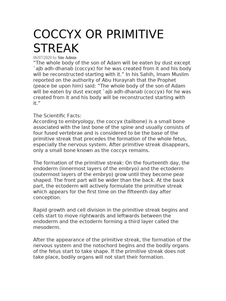 Coccyx or Primitive Streak | PDF