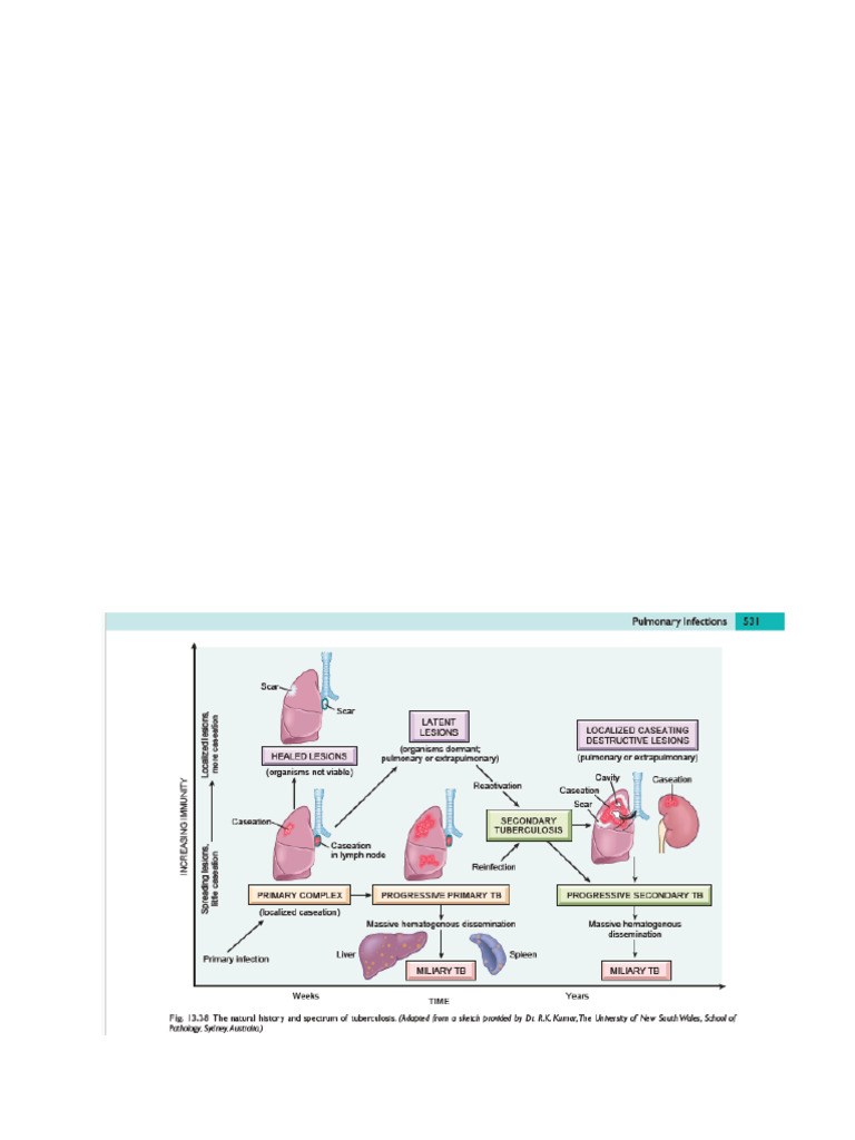 Primary Lung Tuberculosis Morphology | PDF