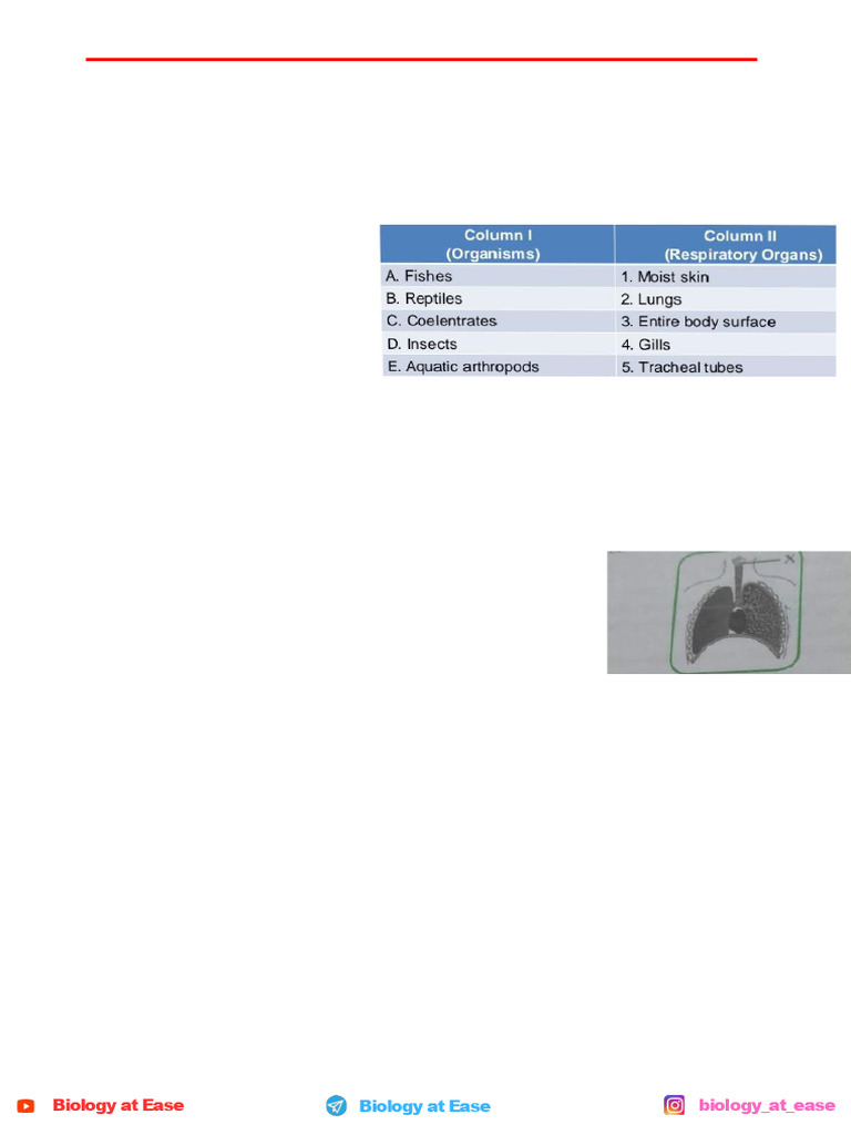 Breathing & Exchange of Gases MOCK | PDF | Lung | Respiratory System