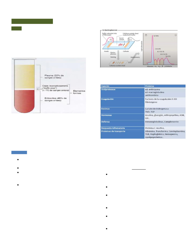 Hematología e Inmunología | PDF | Hemoglobina | Glóbulo rojo