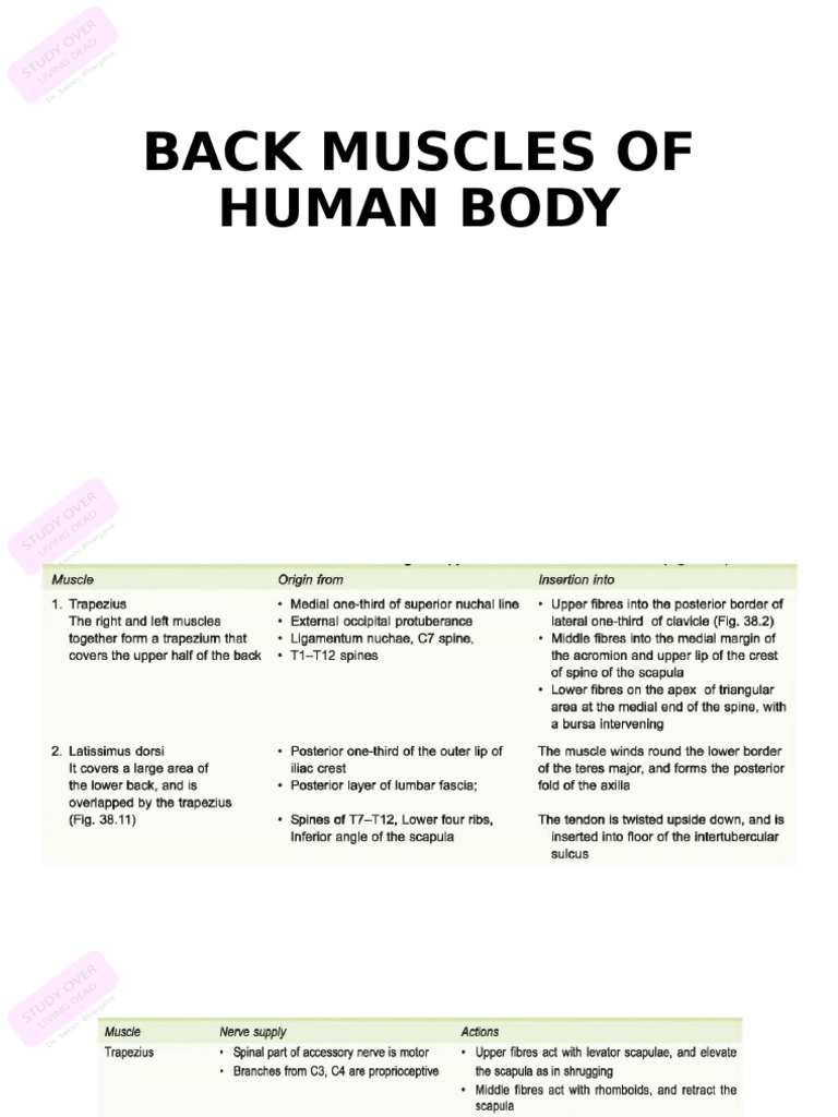 Back Muscles of Human Body | PDF