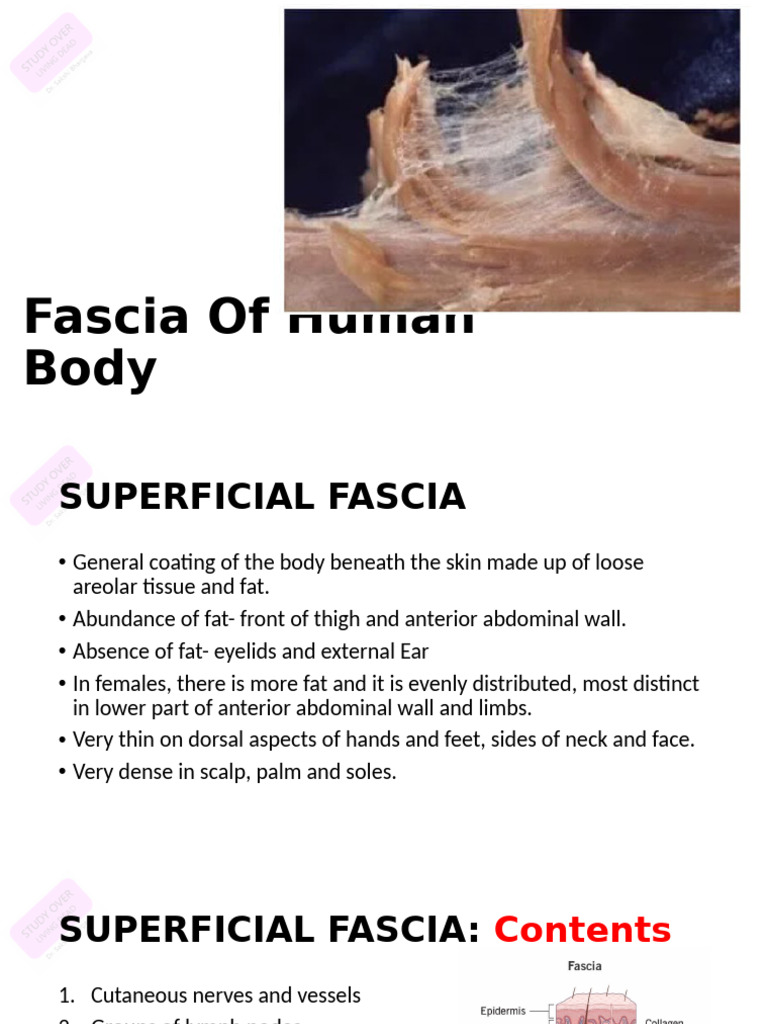 fascia | PDF