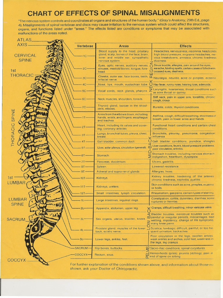 Spinal Misalignment Effects | PDF | Vertebral Column | Thorax