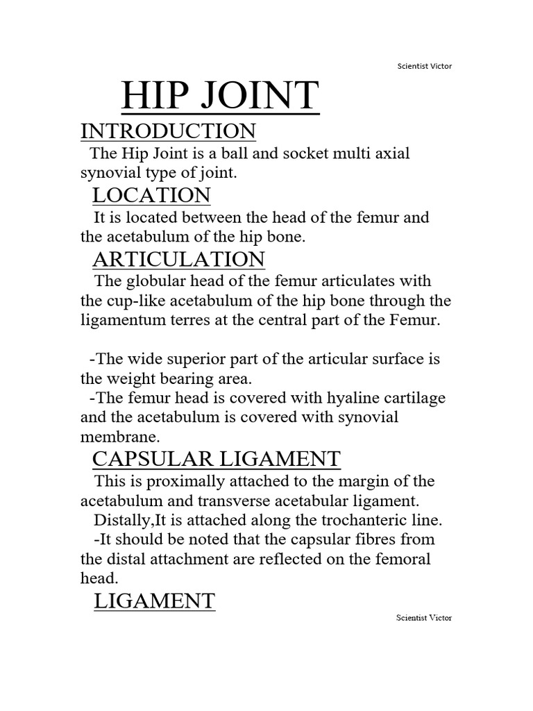 The Hip Joint | PDF | Hip | Musculoskeletal System