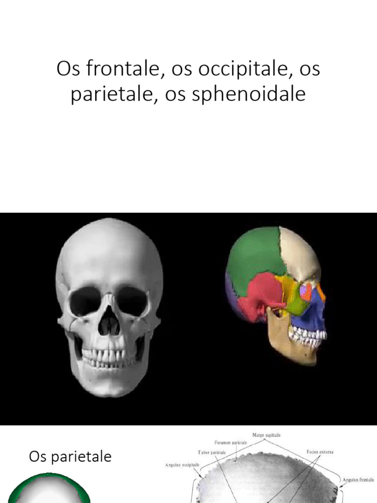 Frontal, Occipital, Parietal Shenoid, Bones | PDF