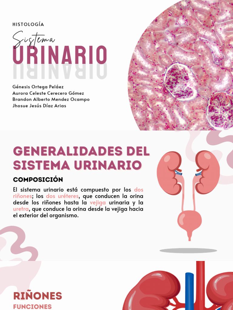 Sistema Urinario Histologia | PDF | Riñón | Sistema urinario