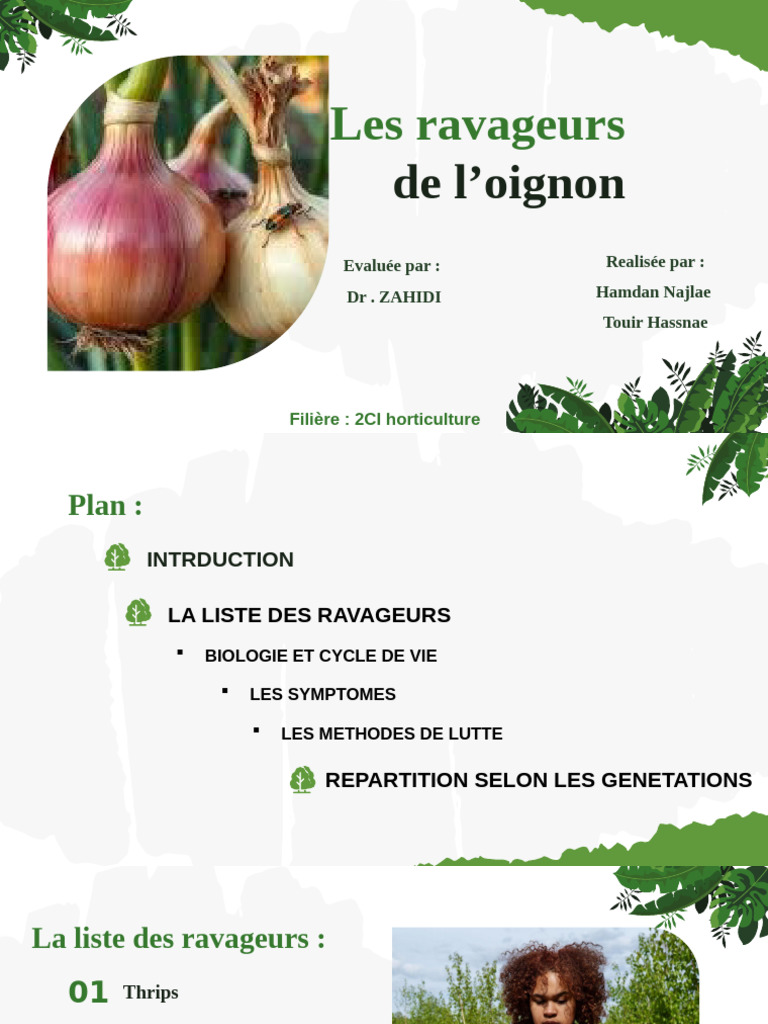 Présentation Des Ravageurs de La Culture de L'oignon | PDF | Larve | Lutte biologique