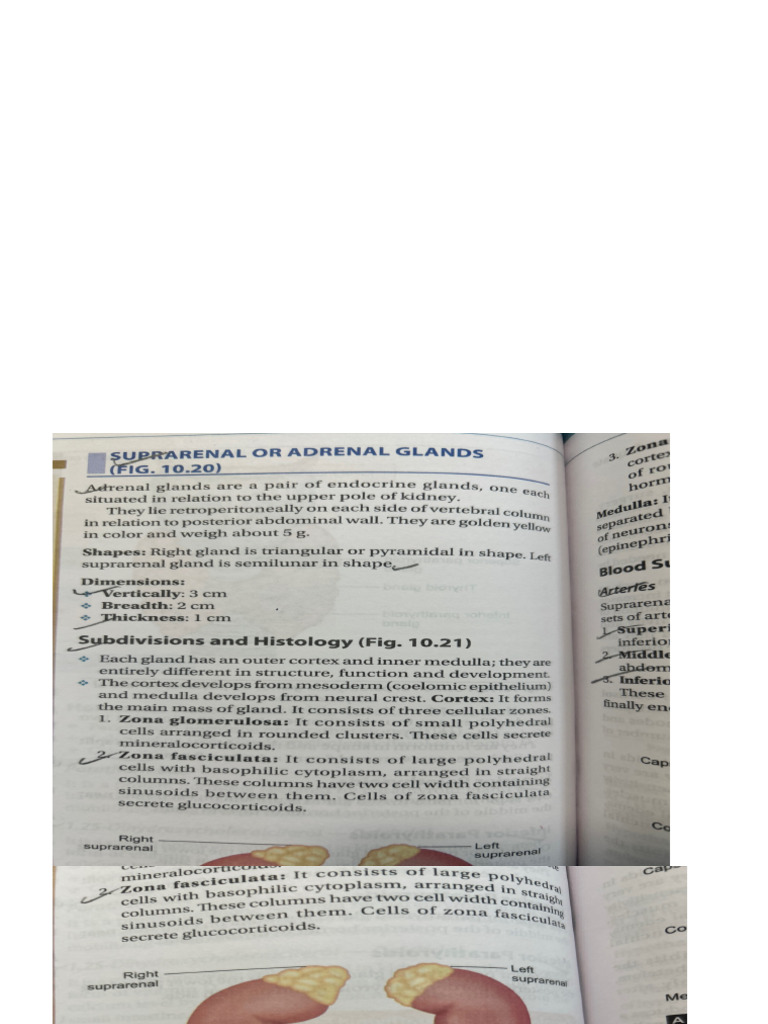 Adrenal Cortex | PDF