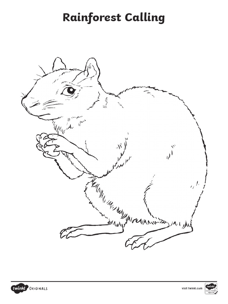 Rainforest Colouring Pages | PDF