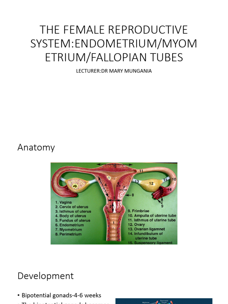 The Female Reproductive System | PDF | Diseases And Disorders | Female ...