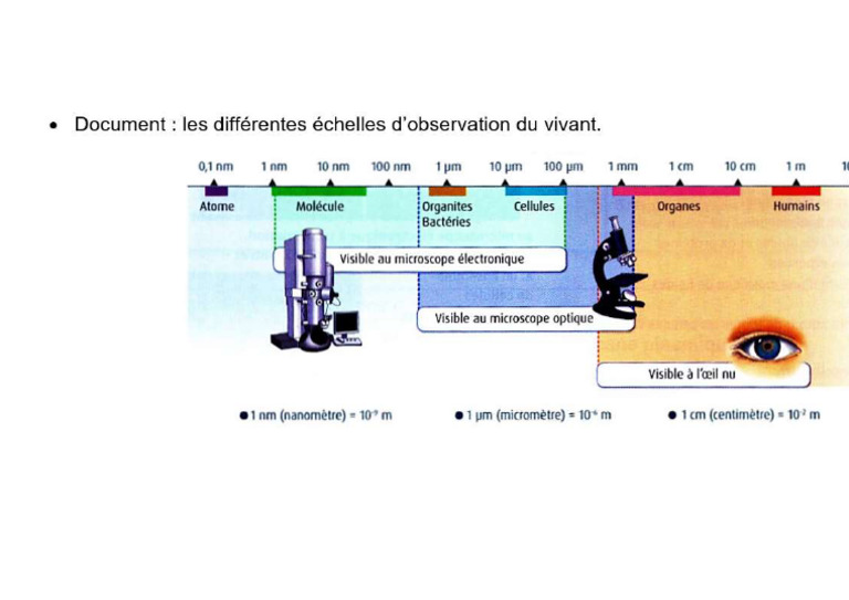 2de Chap1 Act1 aides échelles d'observation | PDF
