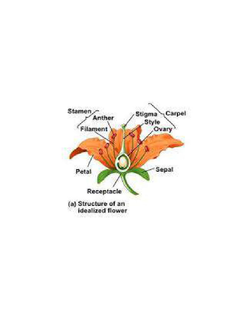 Flower | PDF