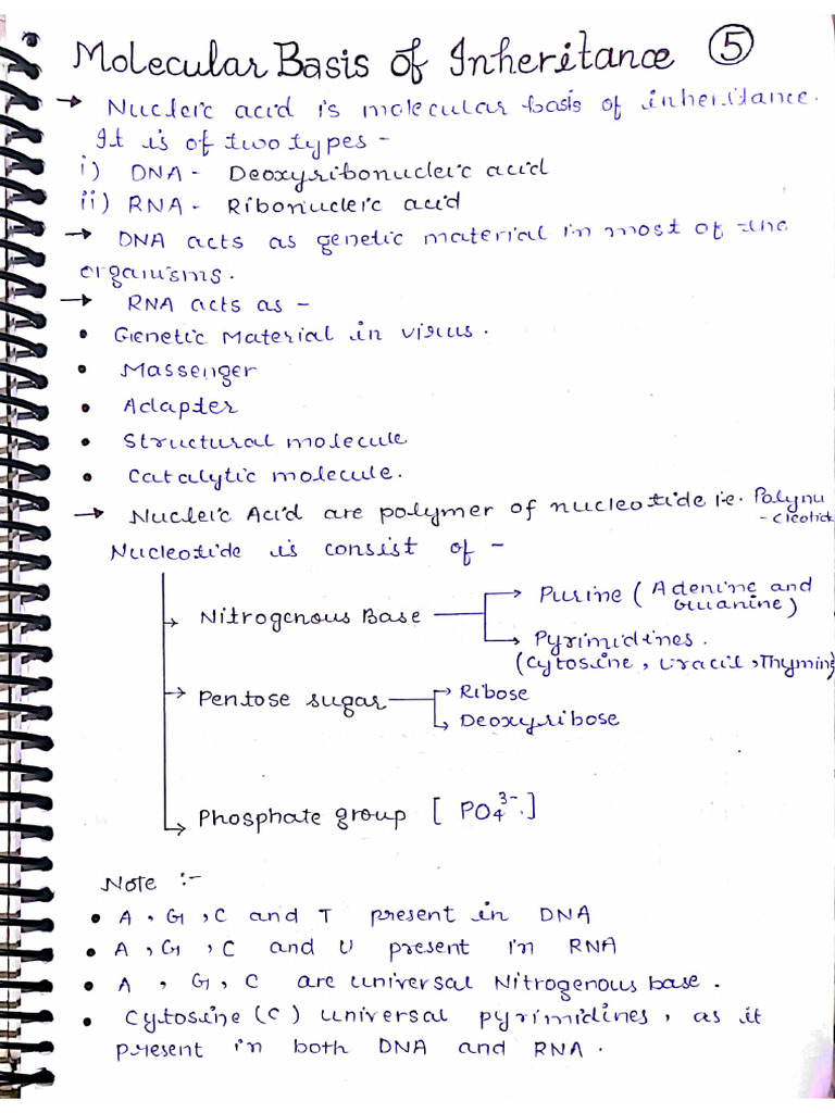Molecular Basis of Inheritance Notes | PDF