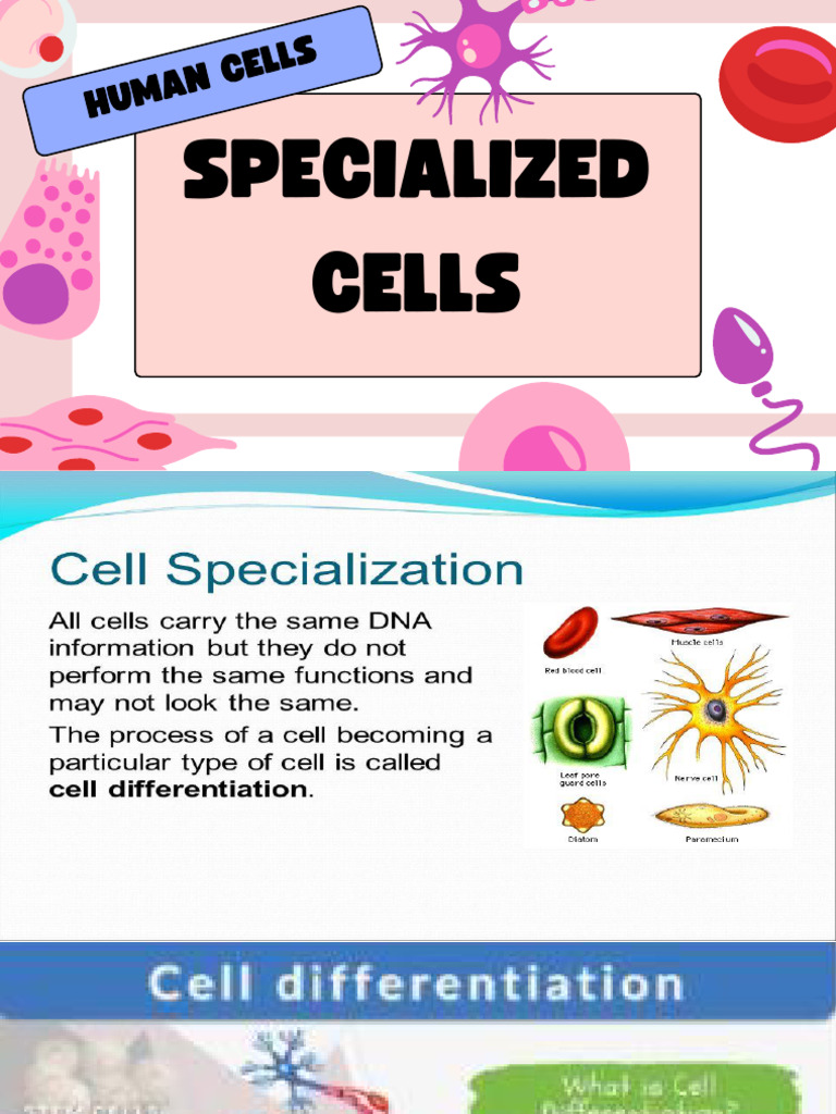 Specialized-Cells | PDF