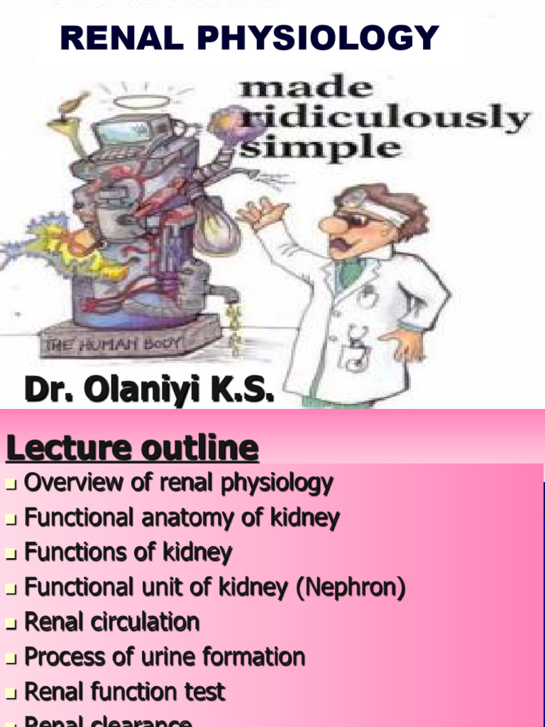 Understanding Renal Physiology Basics | PDF | Kidney | Urinary System