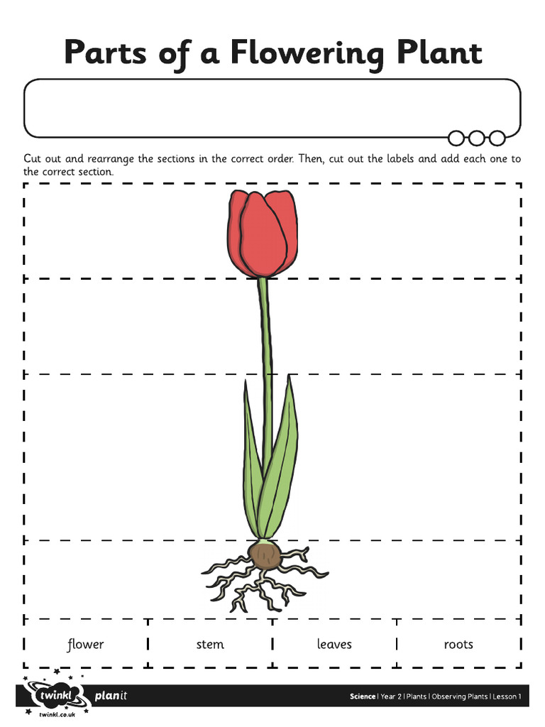 Activity Sheet Parts of A Flowering Plant | PDF
