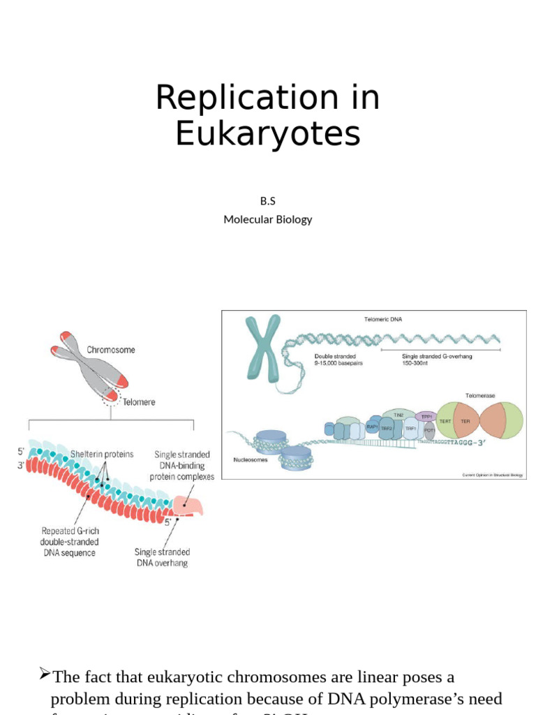 Eukaryotic Telomere Replication Explained | PDF