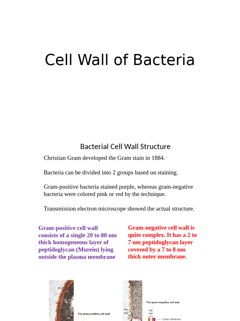 Cell Wall of Bacteria | PDF