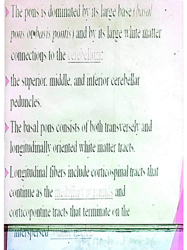 Histology of The Pons (ANA 305) | PDF