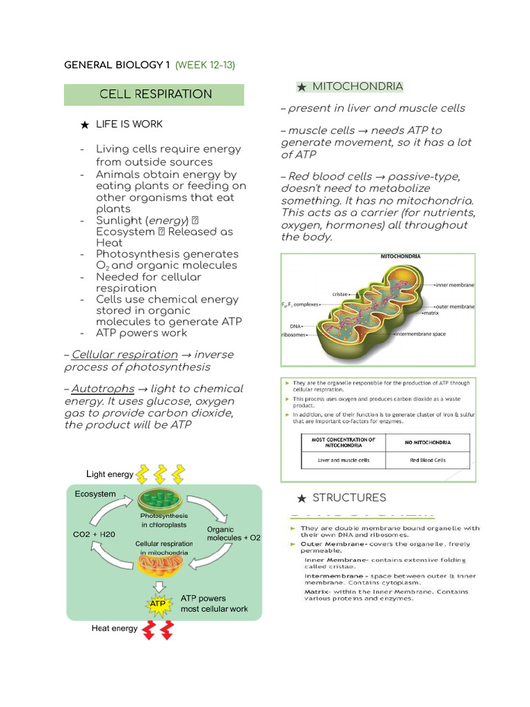 Cellular Respiration Overview | PDF | Diet & Nutrition | Chemistry