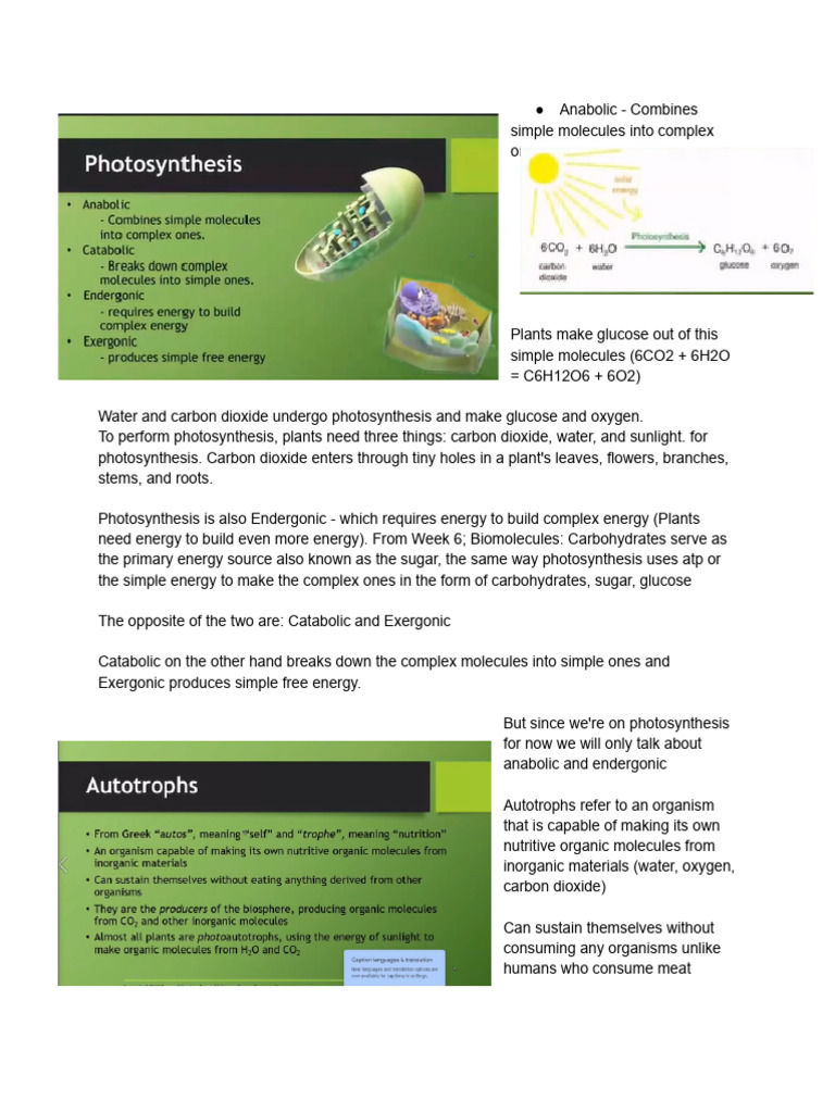 Understanding Photosynthesis Processes | PDF | Adenosine Triphosphate ...