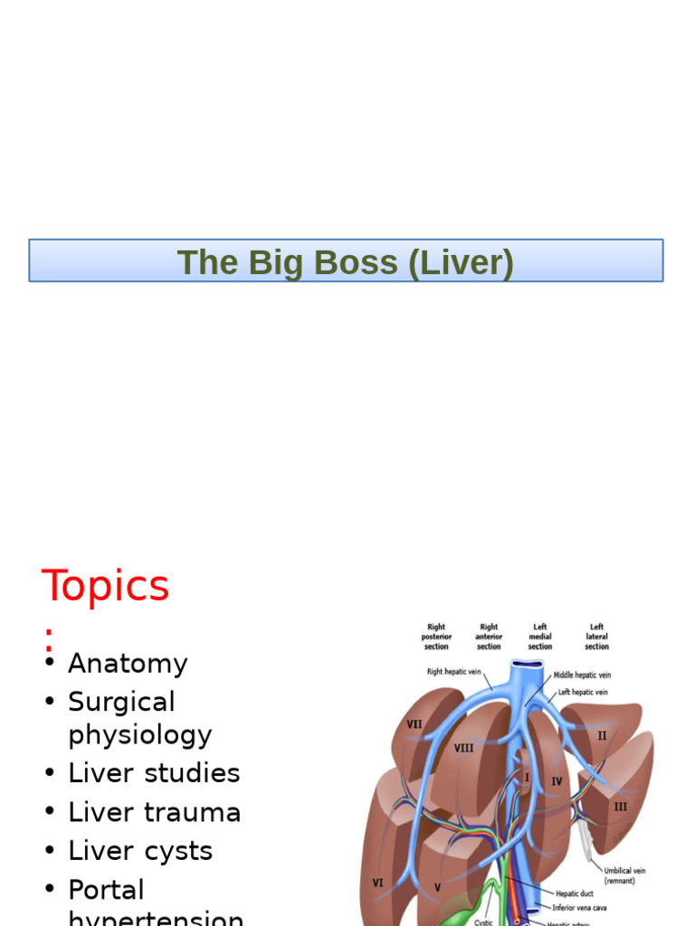 the big liver | PDF | Liver | Metastasis