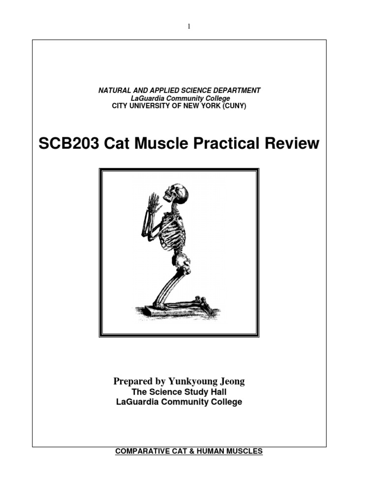 Cat Muscles Study Guide | PDF | Joints | Soft Tissue