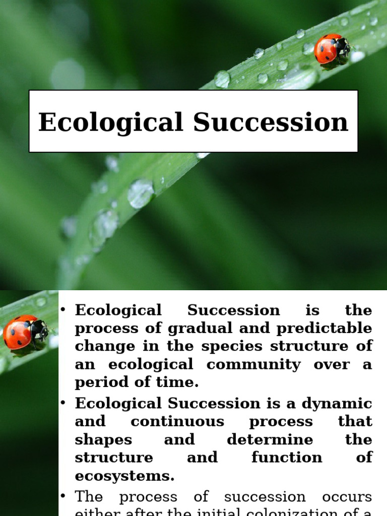 Ecological Succession | PDF | Ecosystem | Disturbance (Ecology)