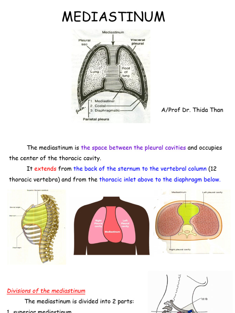 Understanding the Mediastinum Anatomy | PDF | Aorta | Thorax (Human ...