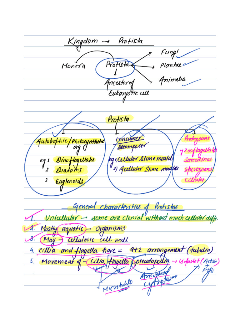 Biological Classification Class 11 | PDF