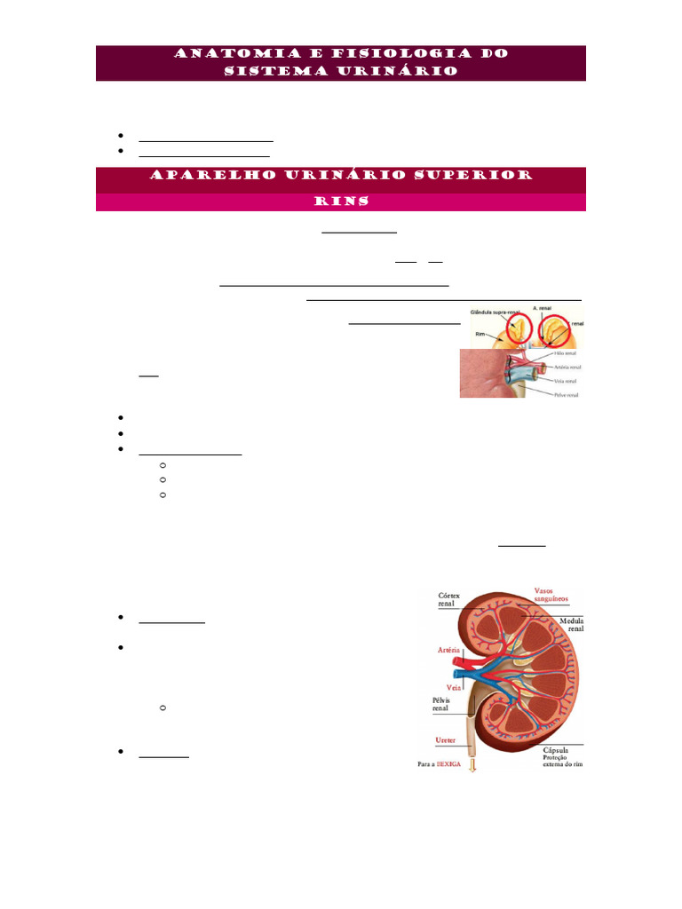 Anatomia E Fisiologia Do Sistema Urinário | PDF | Rim | Sistema urinário