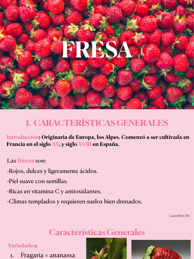 Variedades y Cultivo de Fresas | PDF | Fruta | Plantas