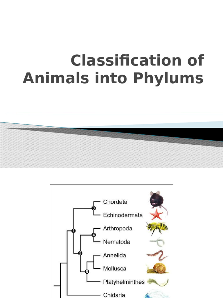 Classification of Animals Into Phylums | PDF
