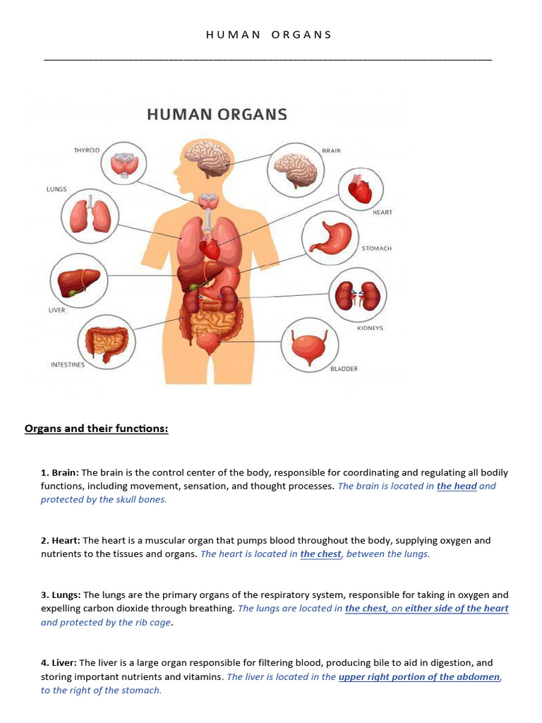 Human Body parts ( basic) | PDF | Human Body | Blood