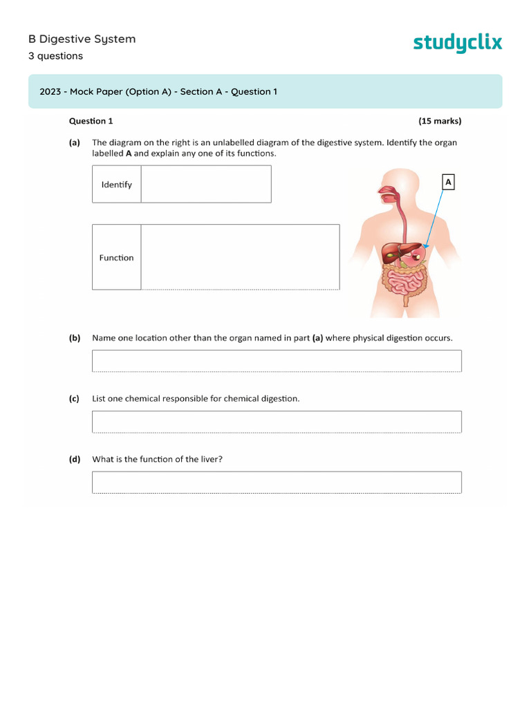 B Digestive System Questions | PDF