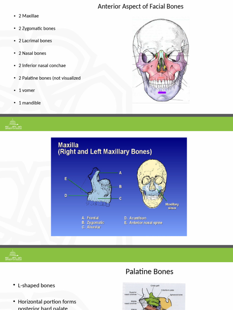 OM Positioning for Facial Bones Imaging | PDF | Skull | Human Nose
